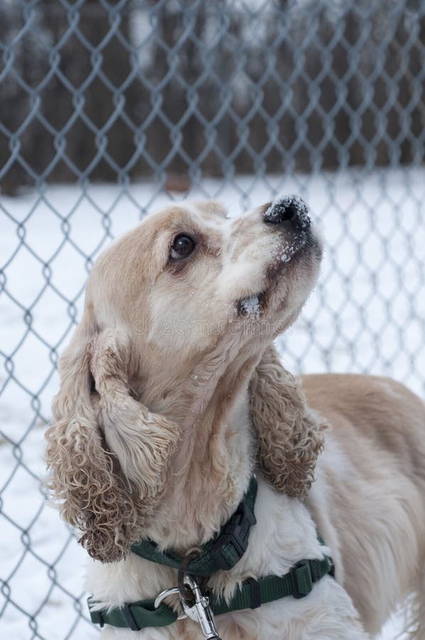 Cocker Spaniel 1 stock image. Image of ears, nose, cocker - 13022891