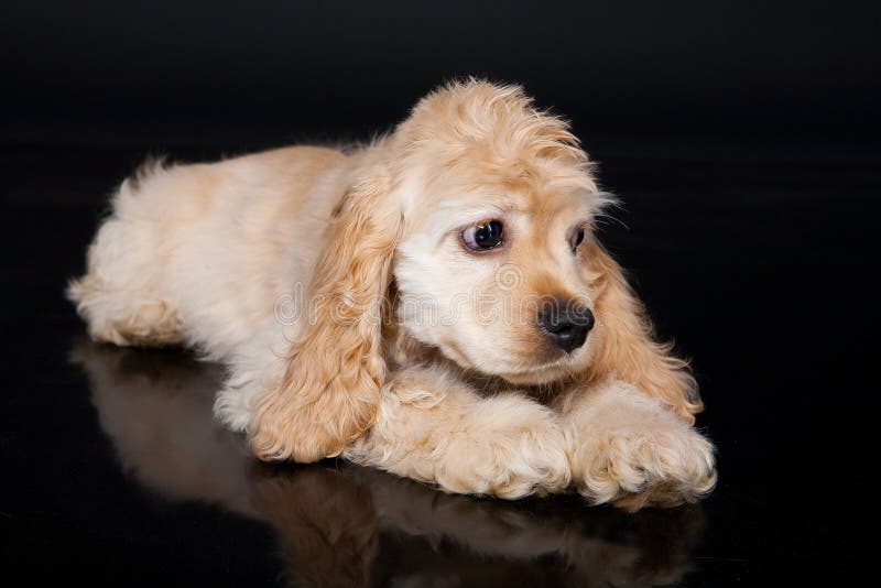 Cute puppy with paws up stock image. Image of cocker - 10572363