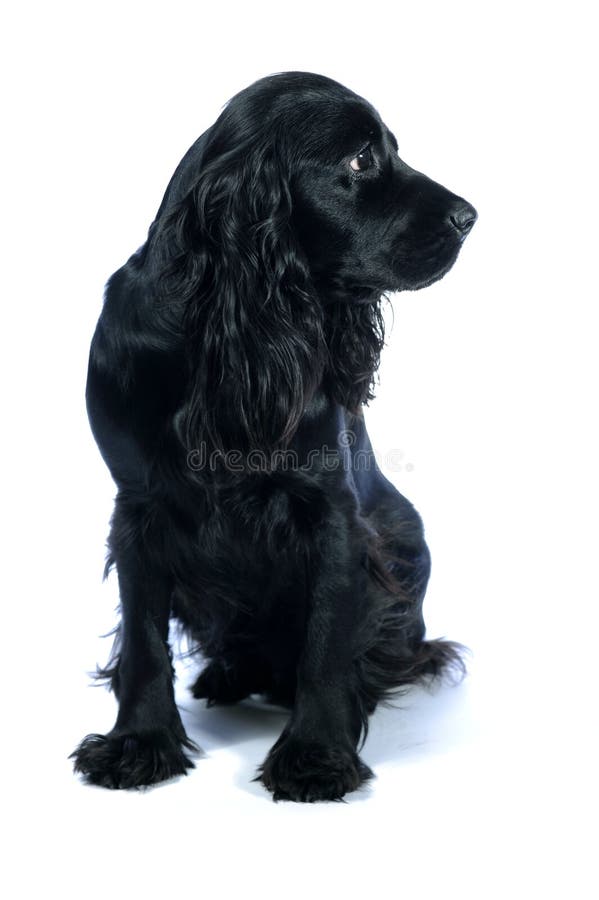 Obedient Cocker Spaniel Looking Up Stock Photo - Image of fluffy ...