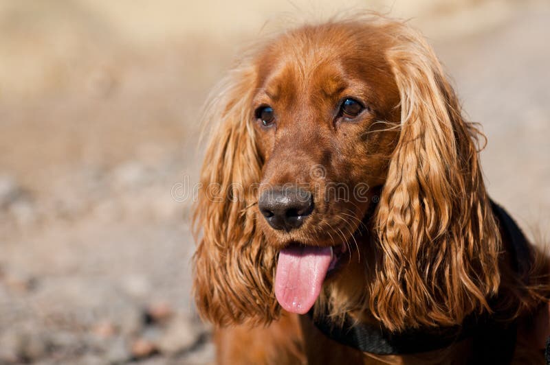 Cocker Spaniel stock photo. Image of shot, pedigree, purebred - 22068728