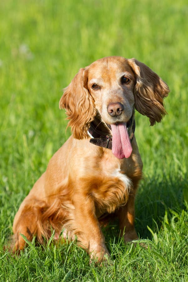Red English Cocker Spaniel stock image. Image of garden - 35213279