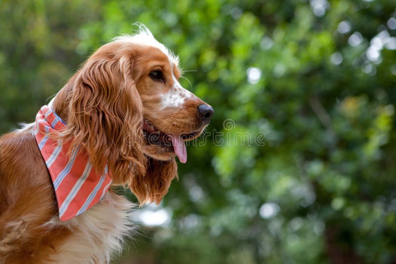 Cocker spaniel stock photo. Image of hair, beautiful - 24528956