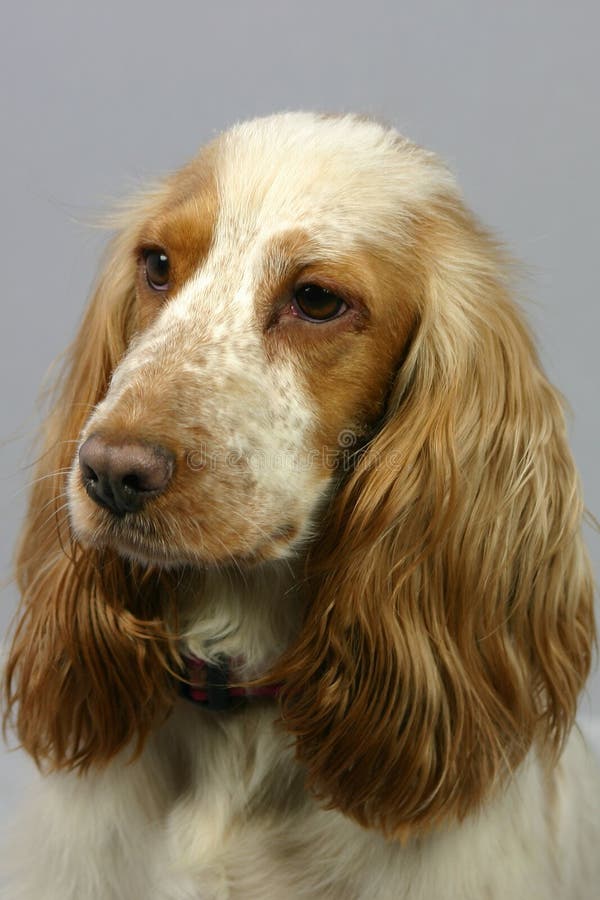 Ruby Cavalier King Charles Spaniel Stock Image - Image of ruby, close ...