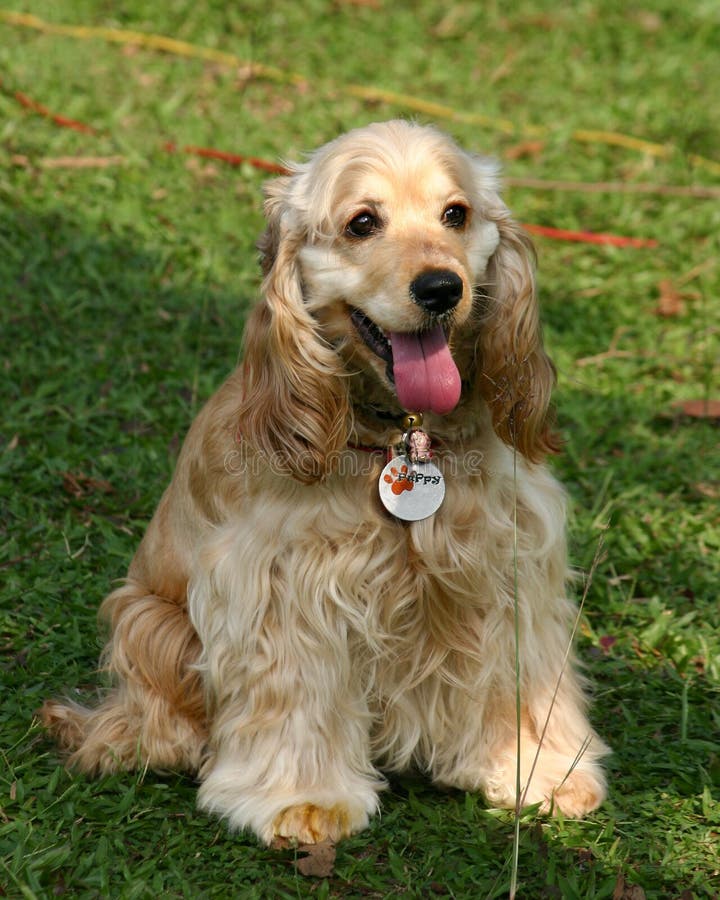 Cocker Spaniel stock image. Image of glossy, scorcher, spaniel - 267093