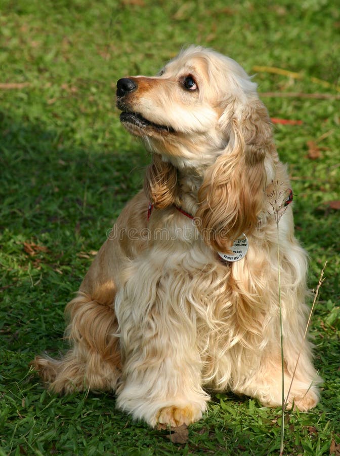 Cocker Spaniel stock photo. Image of eyed, coat, spaniel - 267094