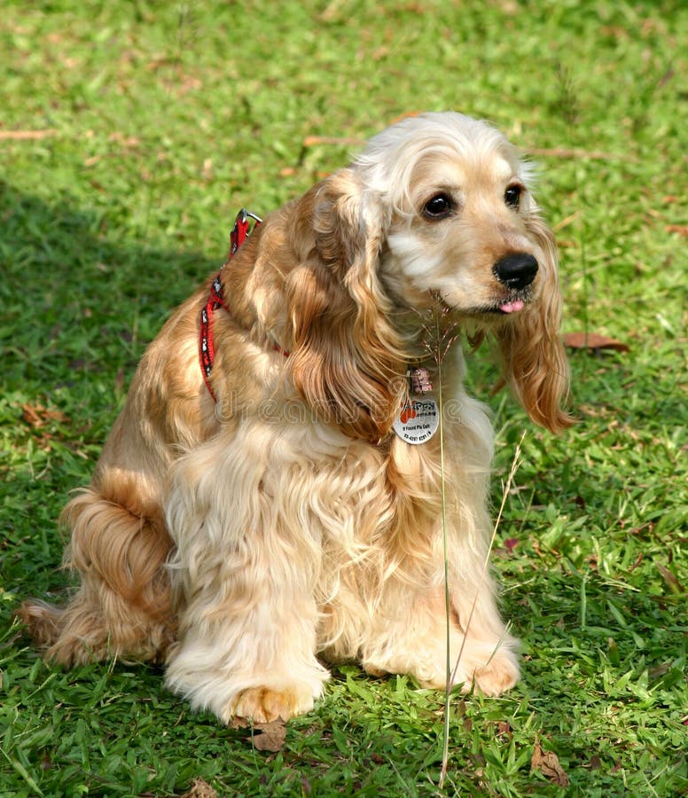 Cocker Spaniel stock image. Image of glossy, coat, sitting - 267095