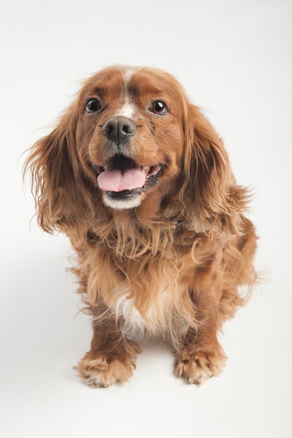 Cocker spaniel stockbild. Bild von cockerspaniel, energisch - 37418059