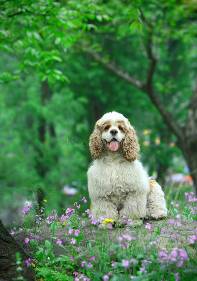 Cocker Spaniel stock photo. Image of doggy, pets, hairy - 5101140