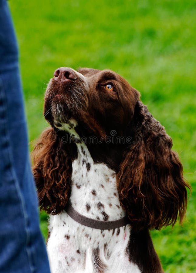 Black English Spaniel Growl Stock Image - Image of obedience, mammal ...