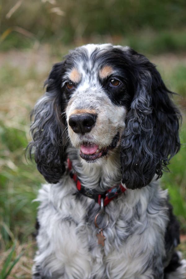 Black And Grey Cocker Spaniel Dog Stock Image - Image of pooch ...