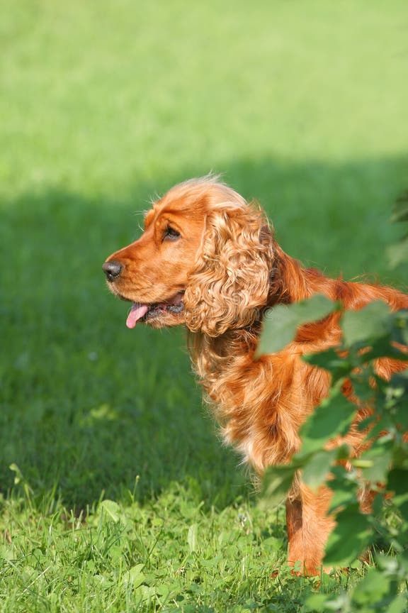 Cocker spaniel stock image. Image of face, feet, look - 7813439