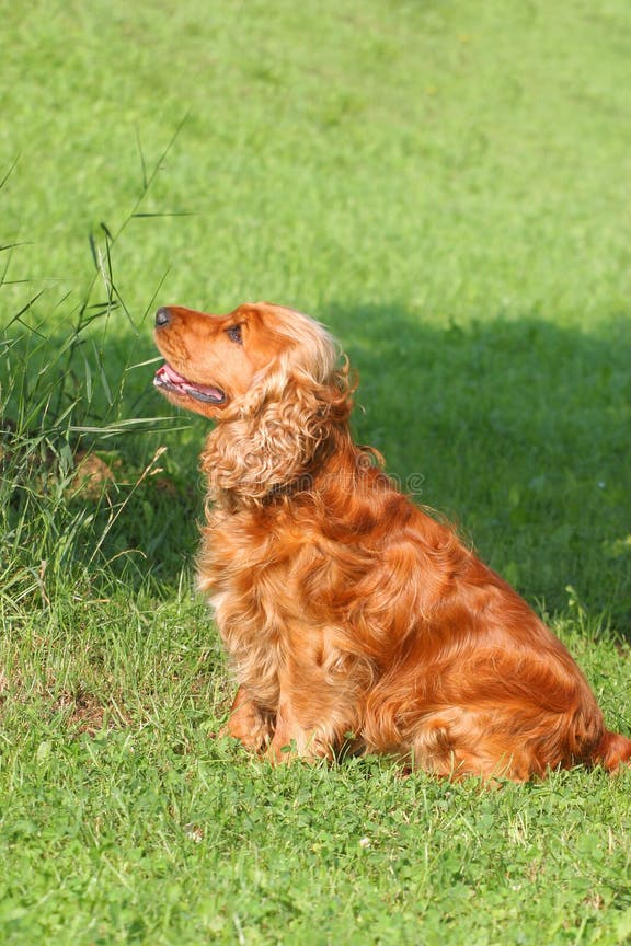 Cocker spaniel stock photo. Image of feet, look, grass - 7813444