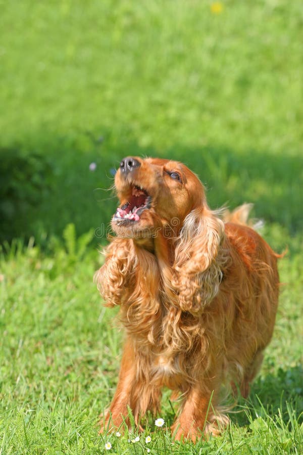 Dog Looking Up To His Master Stock Image - Image of friend, natural ...