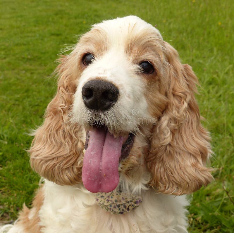 Cocker spaniel affronta immagine stock. Immagine di roano - 45848597