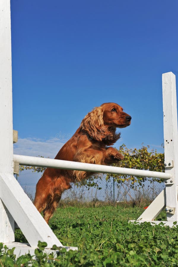Jumping cocker spaniel stock image. Image of summer, pedigree - 10167975