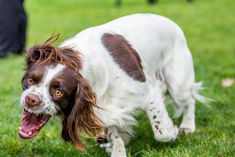 Cocker Spaniel Baring Teeth Stock Photo - Image of lawn, baring: 52739706