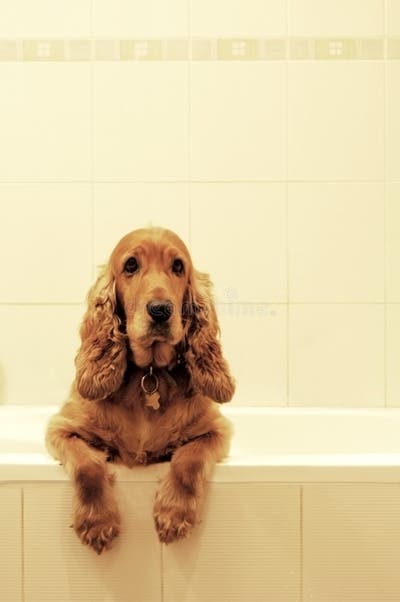 128 Spaniel Cartoon Stock Photos - Free & Royalty-Free Stock Photos ...