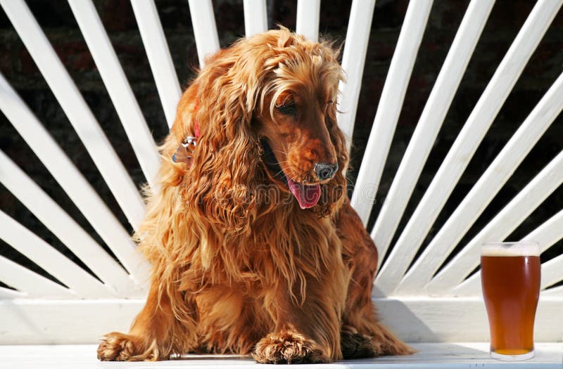 Cocker Spaniel and beer stock image. Image of cute, looking - 12764523