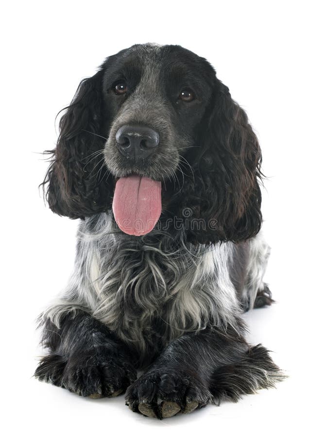 Gray And Black Cocker Spaniel Stock Image - Image of animal, canine ...