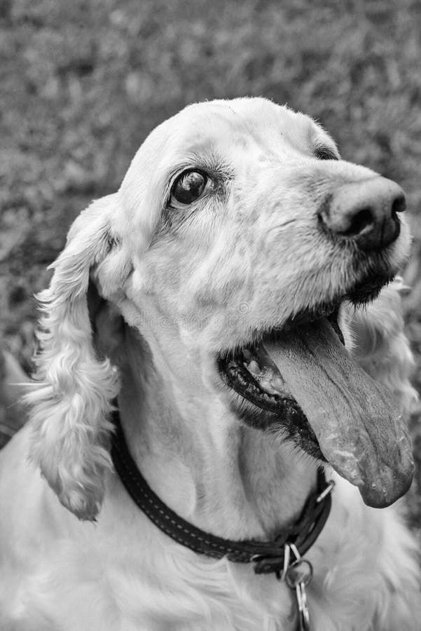 Cocker spaniel blanco imagen de archivo. Imagen de perro - 61782161