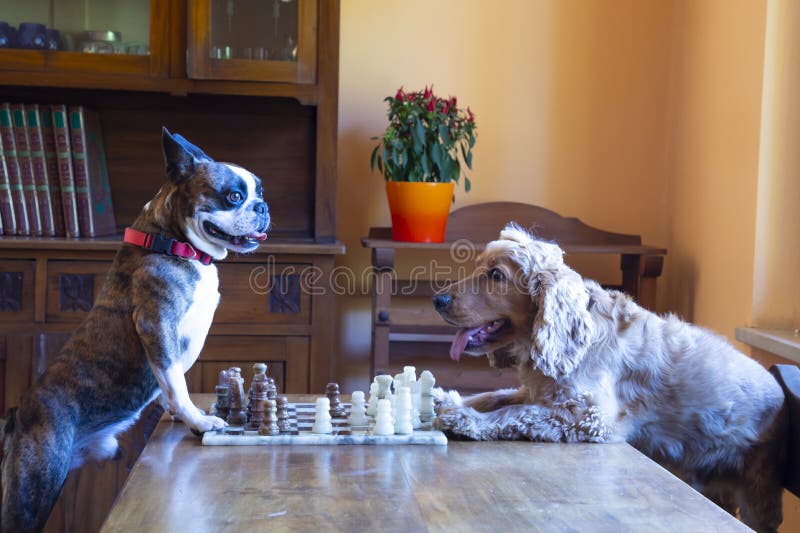 Cocker Spaniel and Boston Terrier Playing Chess Stock Photo - Image of ...