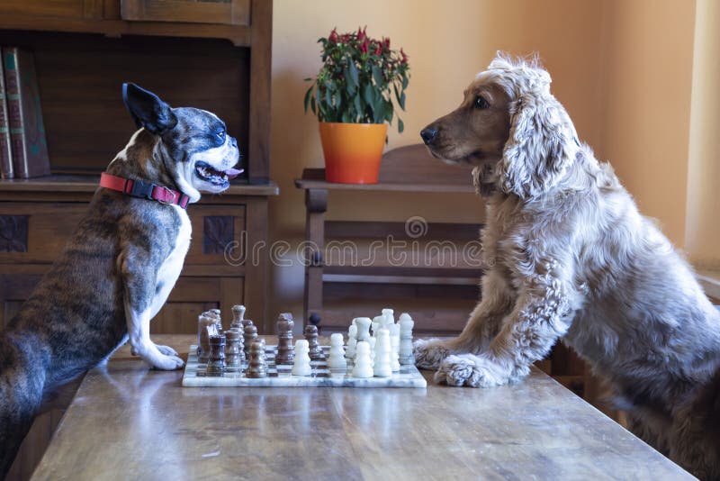 Cocker Spaniel and Boston Terrier Playing Chess in the Living Room ...