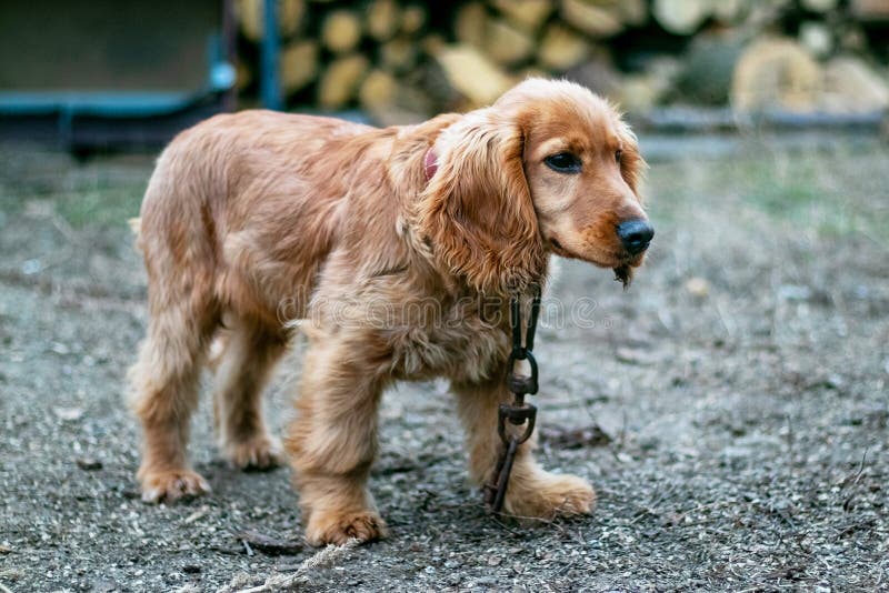 Cocker Spaniel on Chain. the Dog is Guarding the Farm_ Stock Photo ...