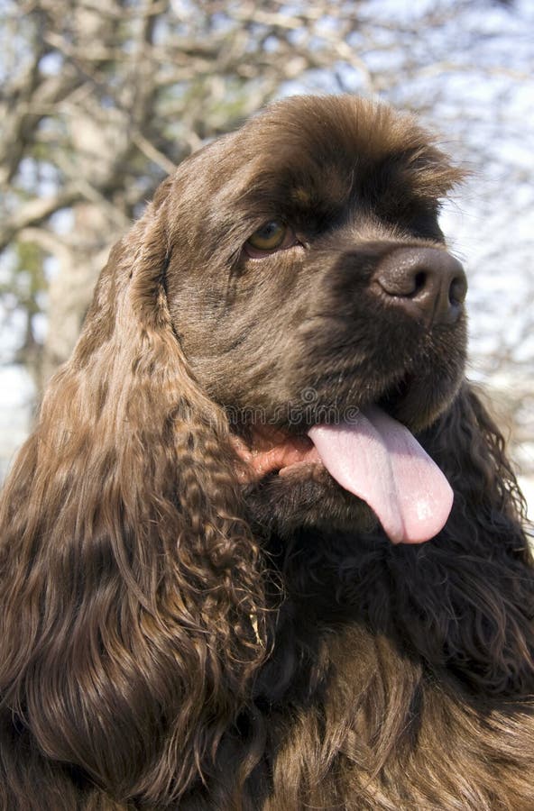 Cocker spaniel chocolate stock photo. Image of long, american - 14405092