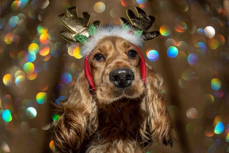 748 Cocker Spaniel Christmas Stock Photos - Free & Royalty-Free Stock ...