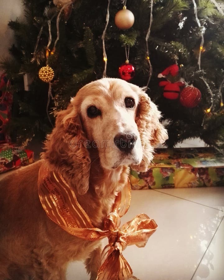 Cocker Spaniel on Christmas Stock Photo - Image of tree, front: 111348518