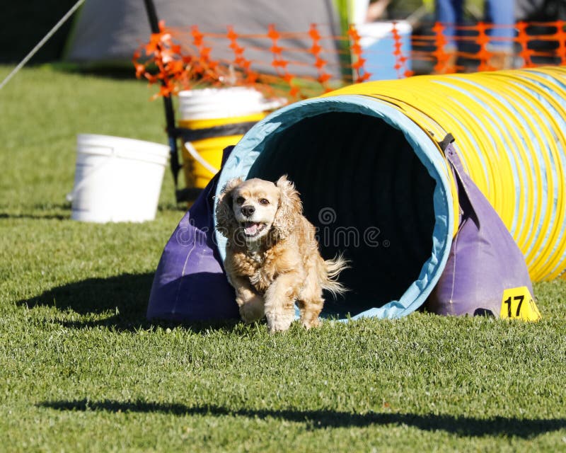 Cocker Spaniel Coming Out of Agility Tunnel Stock Image - Image of ...