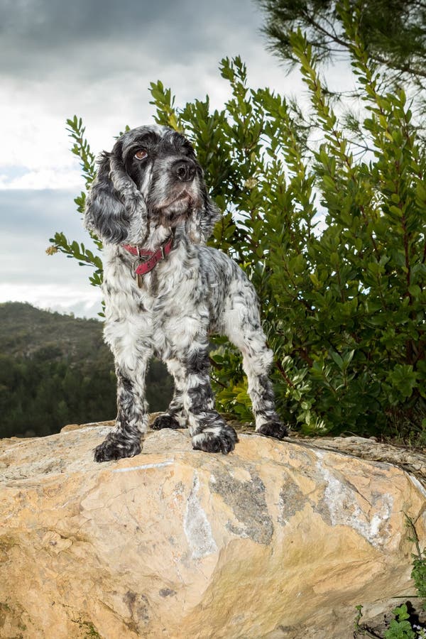 Cocker Spaniel in Countryside Stock Image - Image of plants, spaniel ...