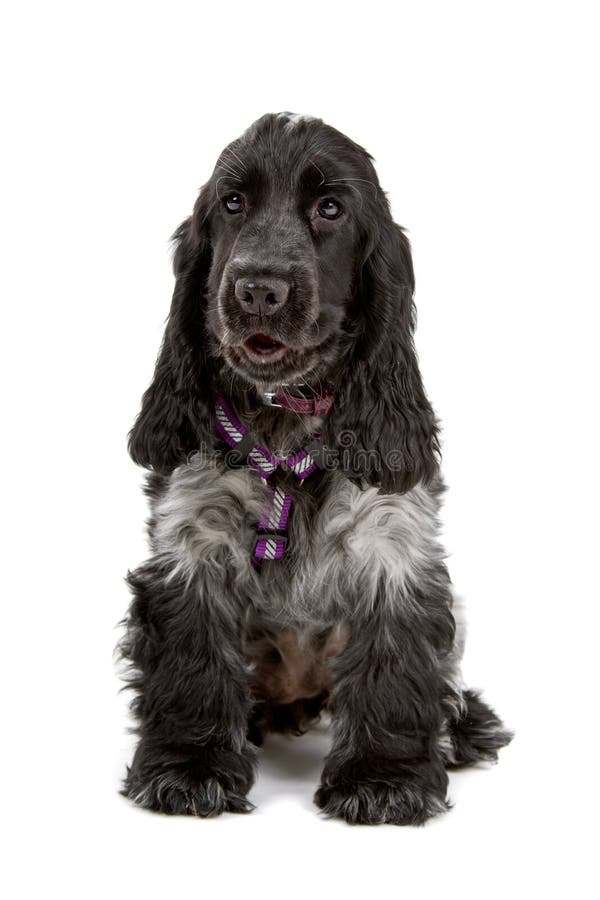 Black and Grey Cocker Spaniel Dog Stock Photo - Image of domestic, grey ...
