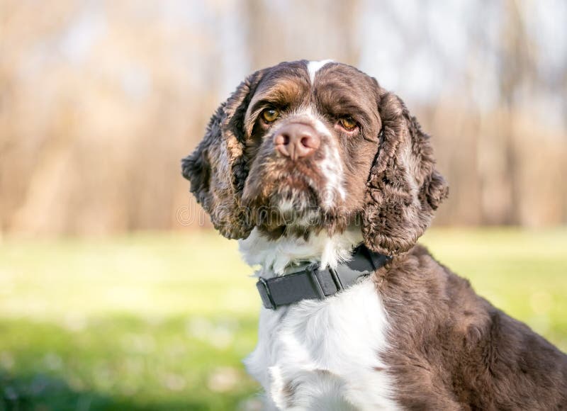 A Brown Cocker Spaniel Dog with a Curious Expression Stock Image ...