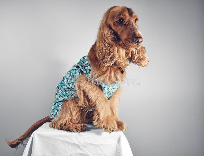 Cocker Spaniel Dog with Clothes Stock Image - Image of studio, hund ...