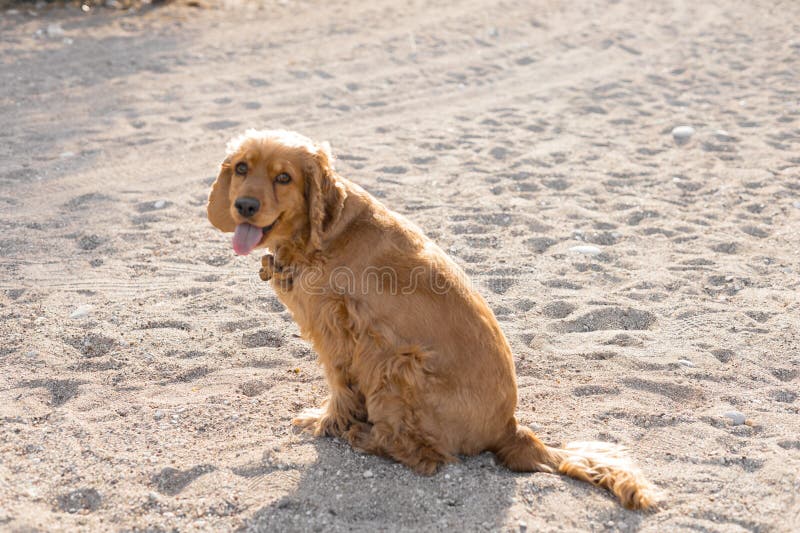 Cocker Spaniel Dog Has Fun Playing and Running Along the Beach on a Hot ...