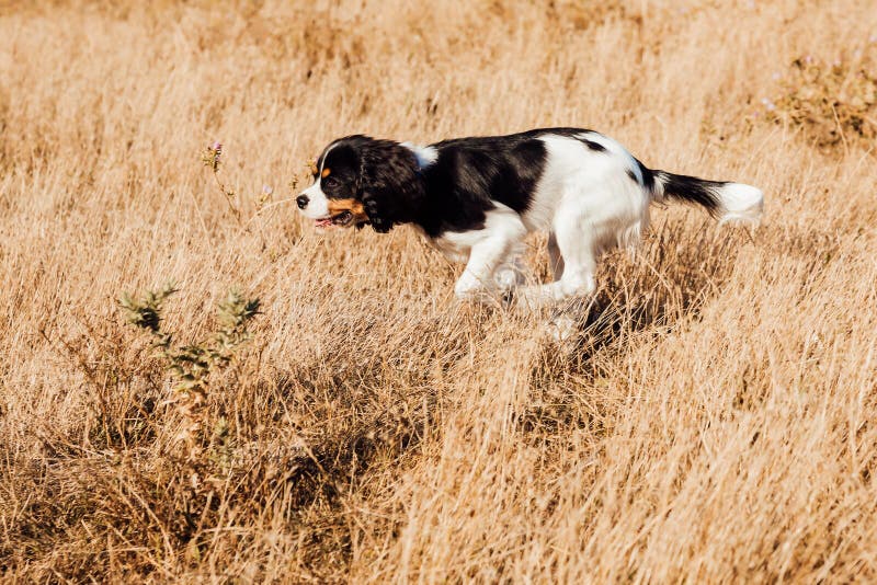 Cocker Spaniel Dog Hunts in the Field Stock Image - Image of hunting ...