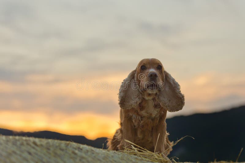 Cocker Spaniel Dog Looking at You at Sunset Stock Photo - Image of ...