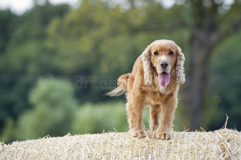 Cocker Spaniel Dog Looking You Sunset Stock Photos - Free & Royalty ...