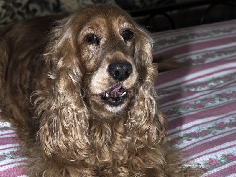 Cocker Spaniel Dog Nose Detail Stock Image - Image of skin, domestic ...