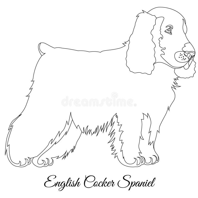 Cocker spaniel dog outline stock vector. Illustration of contour - 99177927