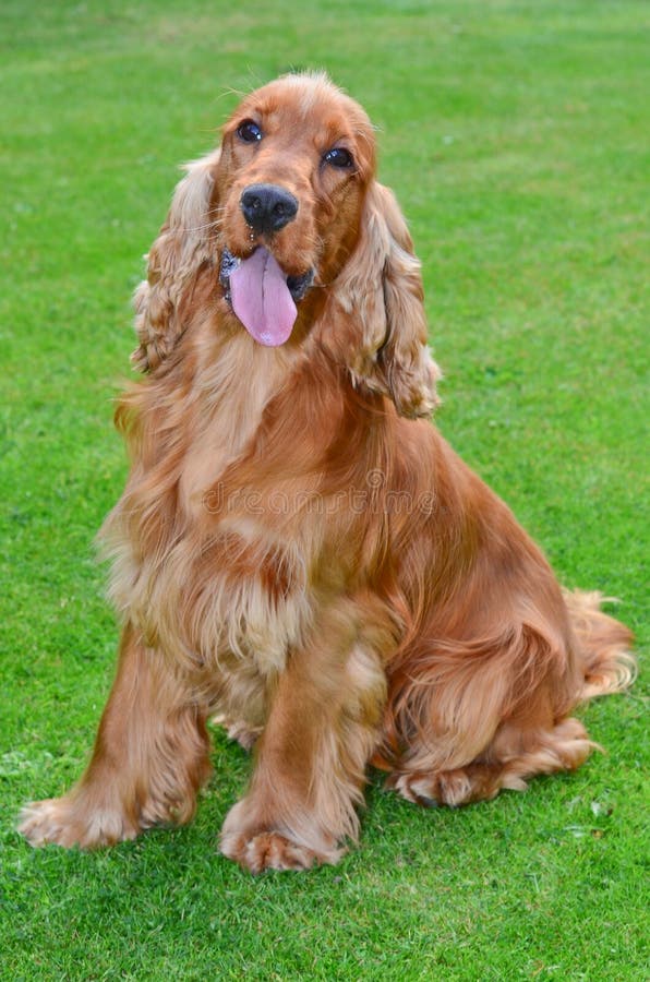 Cocker Spaniel Dog Portrait Stock Photo - Image of character, loyal ...