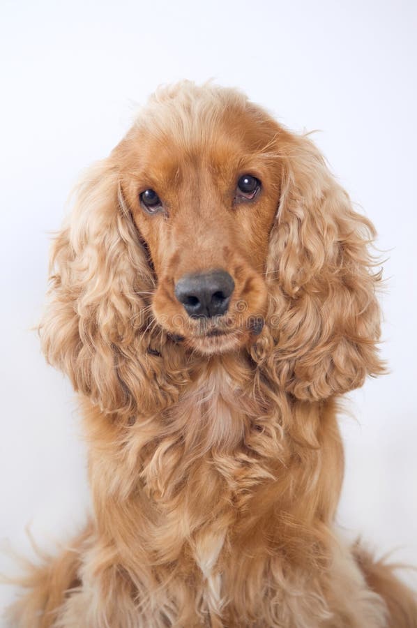 Cocker Spaniel Dog Portrait Stock Image - Image of canine, intelligent ...