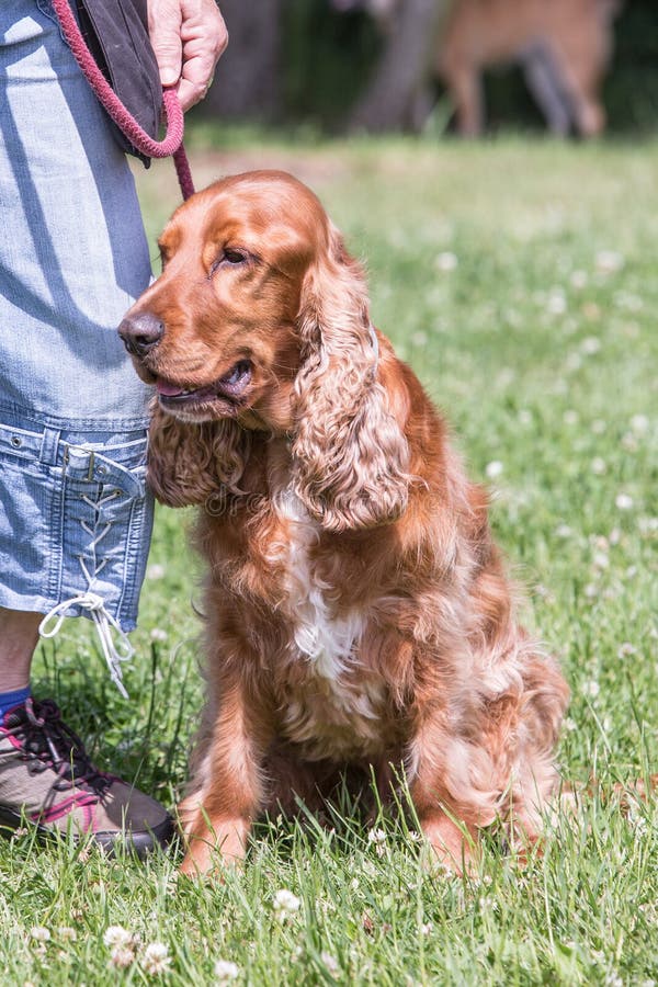 Cocker spaniel dog stock photo. Image of dogs, black - 124567034
