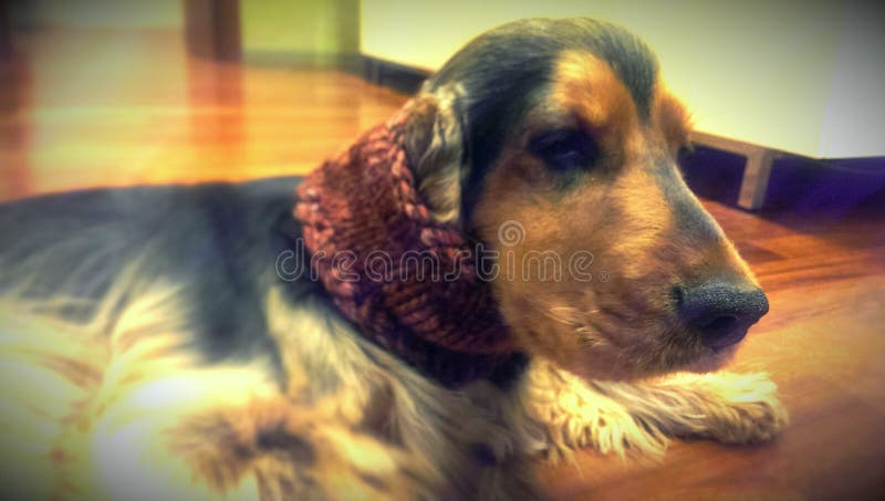 Cocker spaniel dog stock image. Image of house, canine - 39653187