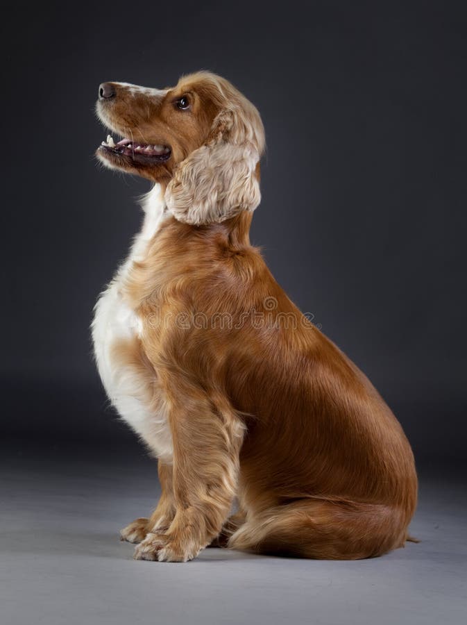 Cocker Spaniel dog stock image. Image of side, muzzle - 84252883