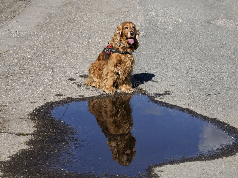 Cocker Spaniel Dog Reflection on Water Stock Image - Image of cocker ...