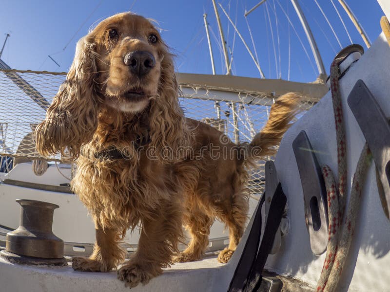 Cocker Spaniel Dog Sailor on a Sail Boat Stock Image - Image of ocean ...