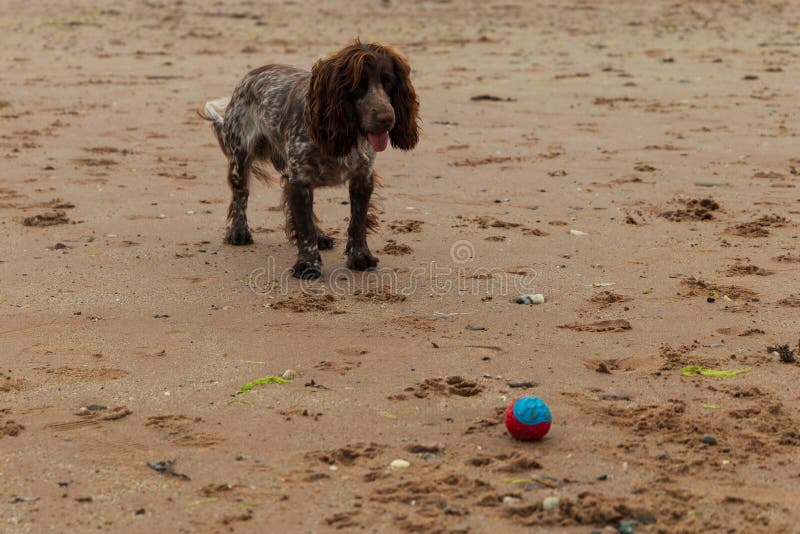 A Cocker Spaniel Dog on a Sandy Beach Stock Photo - Image of coast ...