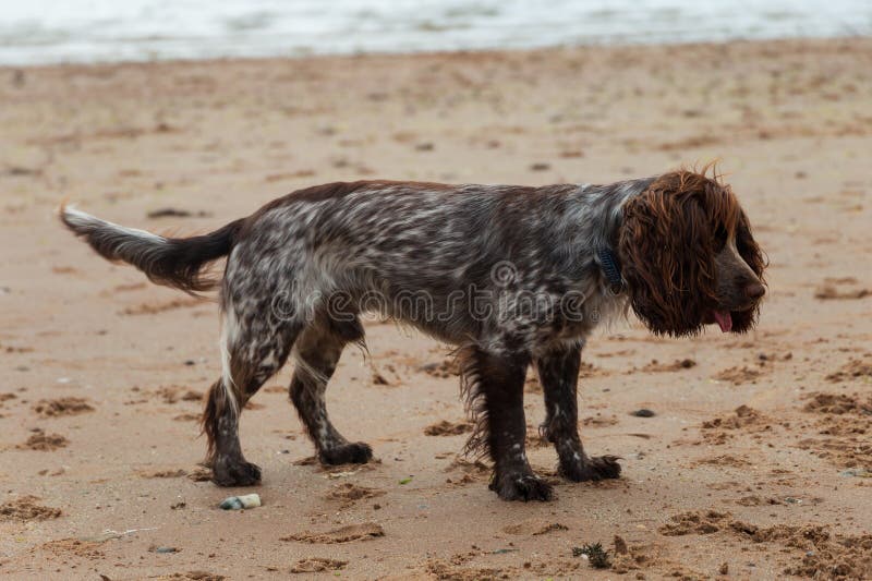A Cocker Spaniel Dog on a Sandy Beach Stock Photo - Image of closeup ...